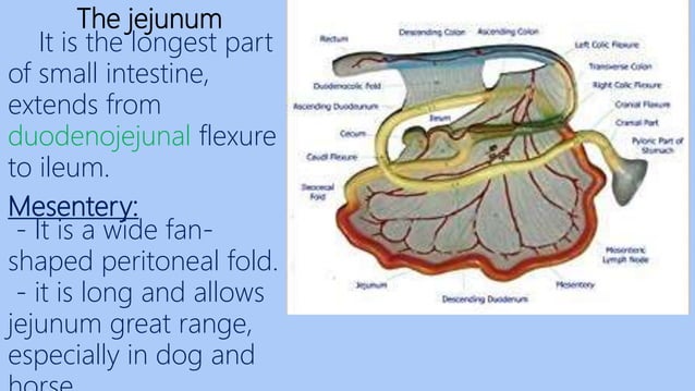 Veterinary anatomy of intestine | PPTX | Dogs | Pets