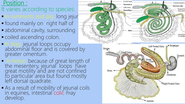 Veterinary anatomy of intestine | PPTX | Dogs | Pets