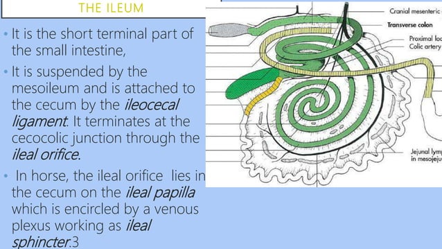 Veterinary anatomy of intestine | PPTX | Dogs | Pets