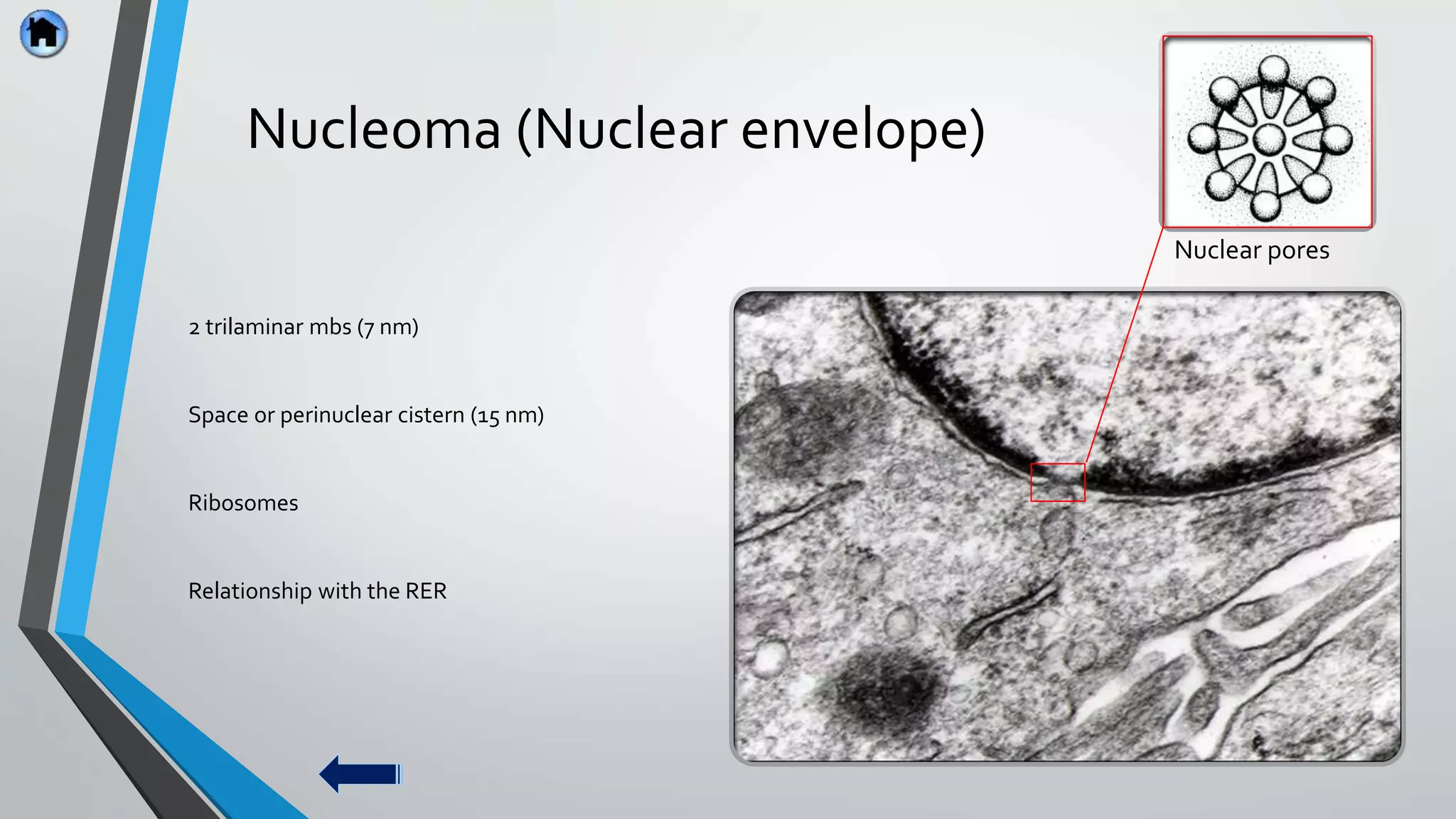 Cytology in electron microscopy | PPTX