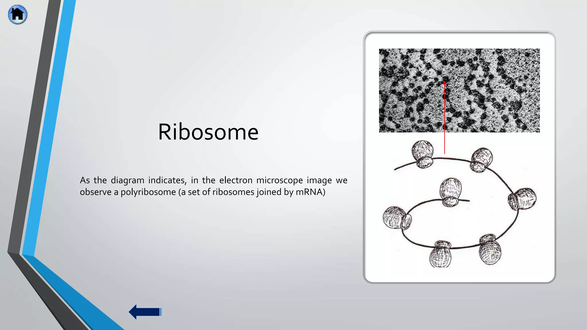 Cytology in electron microscopy | PPTX