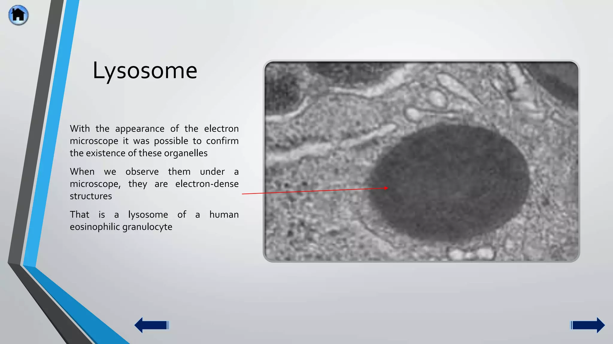 Cytology in electron microscopy | PPTX