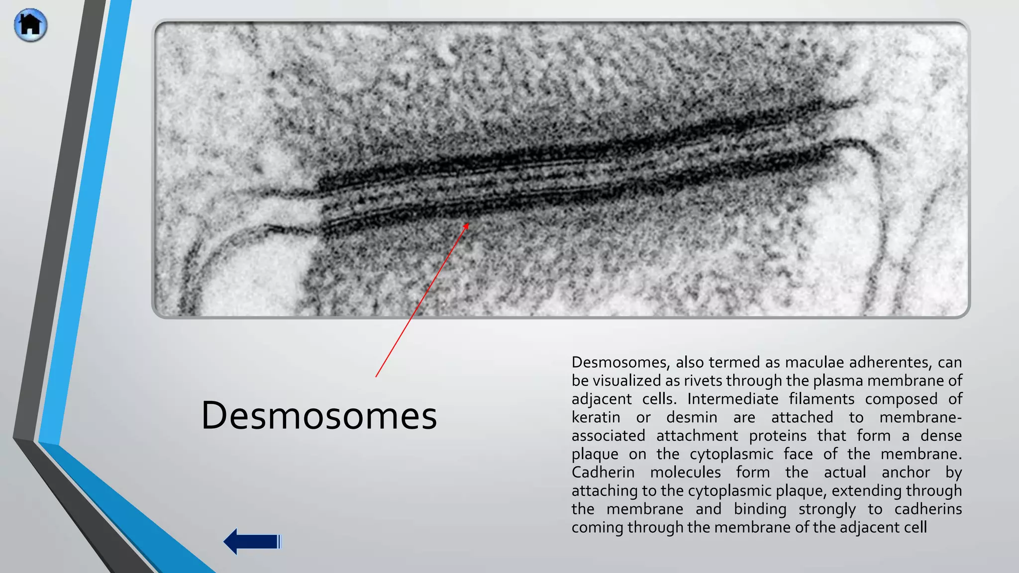 Cytology in electron microscopy | PPTX