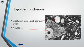 Cytology in electron microscopy | PPTX
