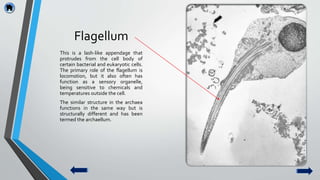 Cytology in electron microscopy | PPTX