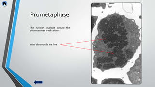 Cytology in electron microscopy | PPTX