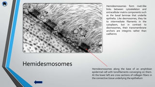 Cytology in electron microscopy | PPTX