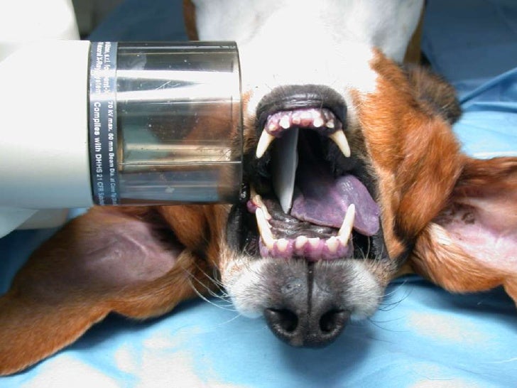 Veterinary Dental Radiography Simplified