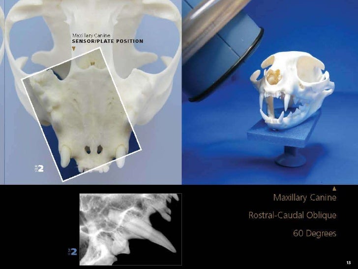 Veterinary Dental Radiography Positioning Guide at Maureen Baker blog