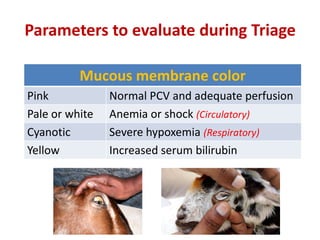 Veterinary Emergency Medicine and Critical Care | PDF