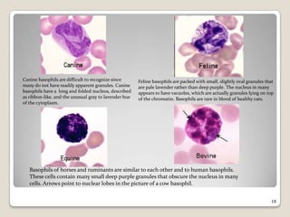 Veterinary Histology of Blood | PPTX