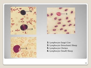 Veterinary Histology of Blood | PPTX