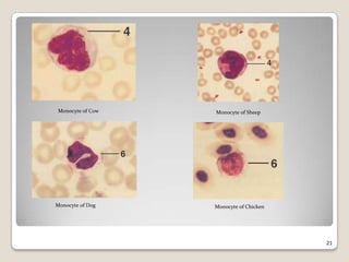 Veterinary Histology of Blood | PPTX