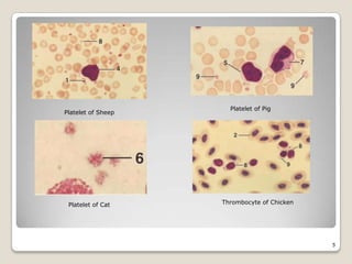 Veterinary Histology of Blood | PPTX