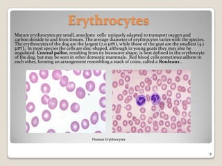 Veterinary Histology of Blood | PPTX
