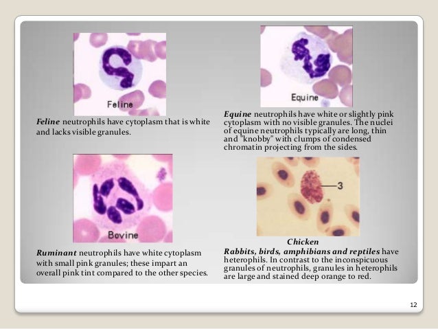 Equine Blood Lymphocytes