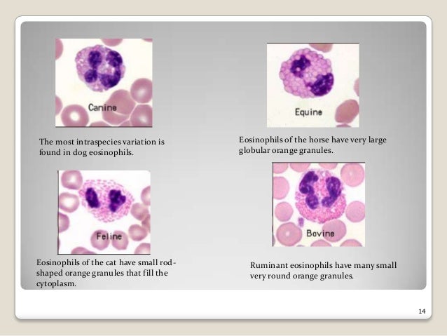 Veterinary Histology of Blood