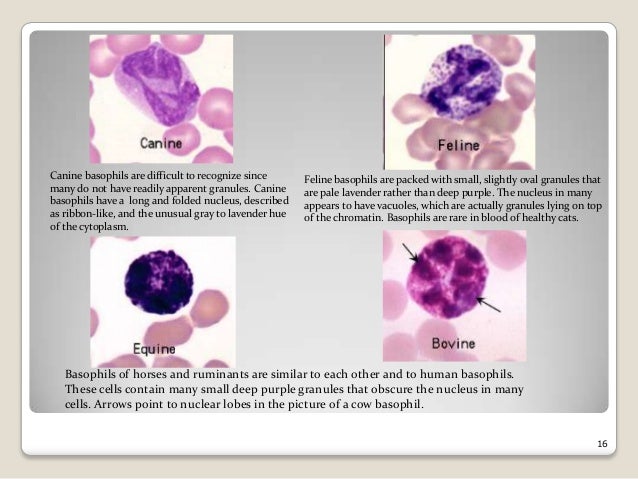 Veterinary Histology of Blood