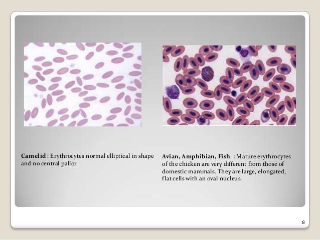 chicken red blood cells
