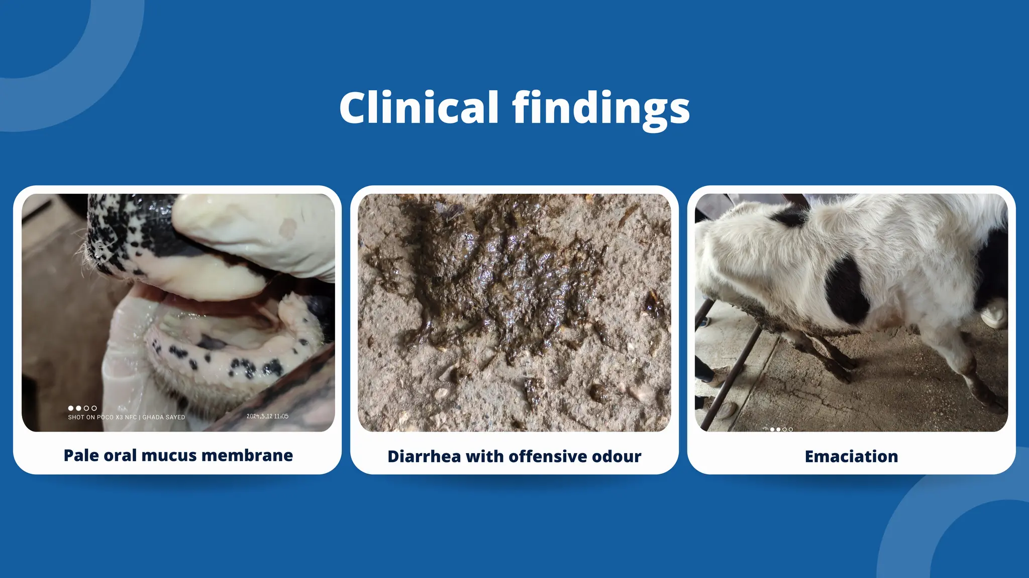 Veterinary infectious diseases presentation.pdf