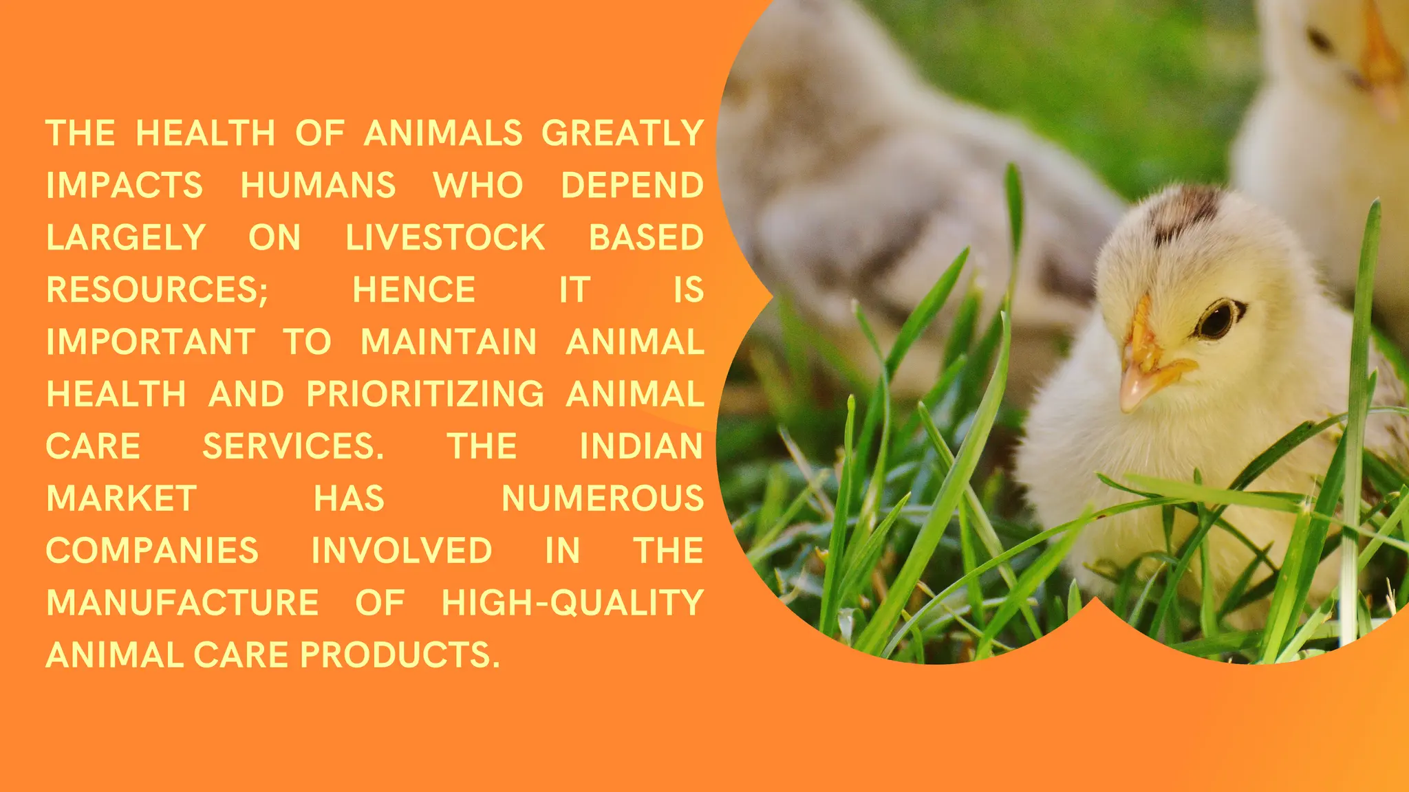 Veterinary Medicines Manufacturers in India | PDF