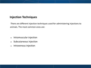 Veterinary Needles | PPT