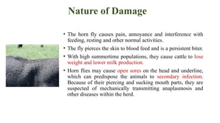 Veterinary Pests: Major pests of Livestock and poultry | PPTX