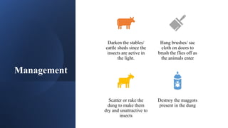 Veterinary Pests: Major pests of Livestock and poultry | PPTX