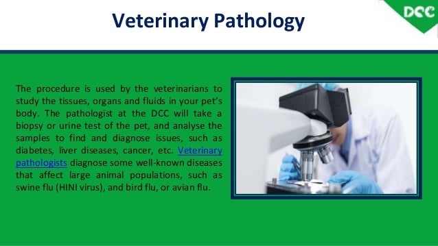 Veterinary speciality hospital in delhi ncr | PPTX