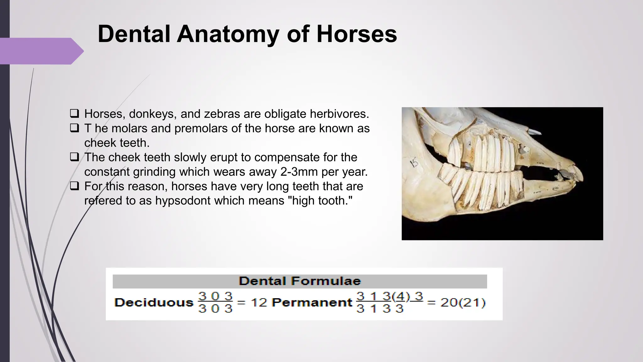 VETERINARY TOOTH ANATOMY AN OVERVIEW.pptx