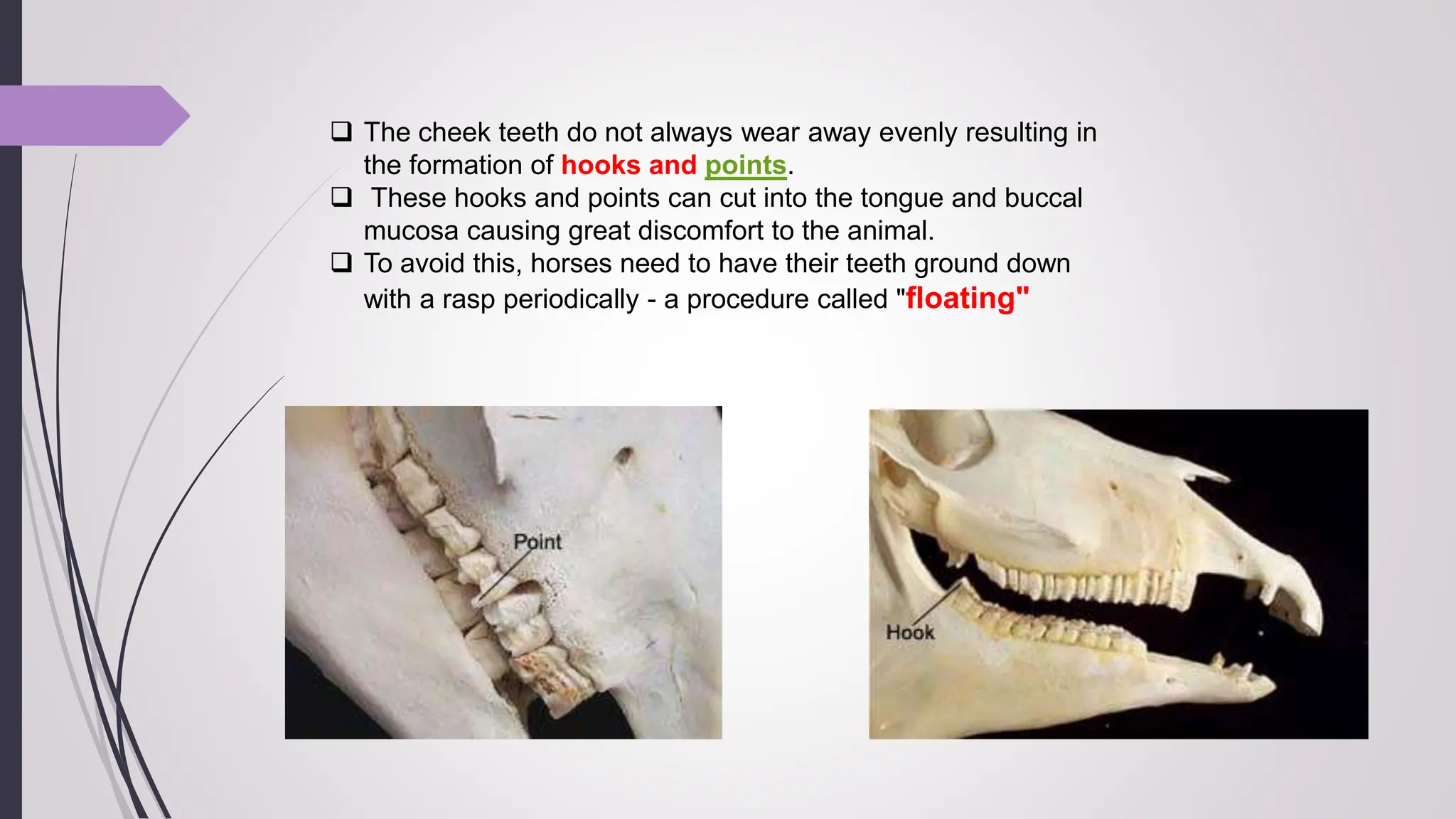VETERINARY TOOTH ANATOMY AN OVERVIEW.pptx