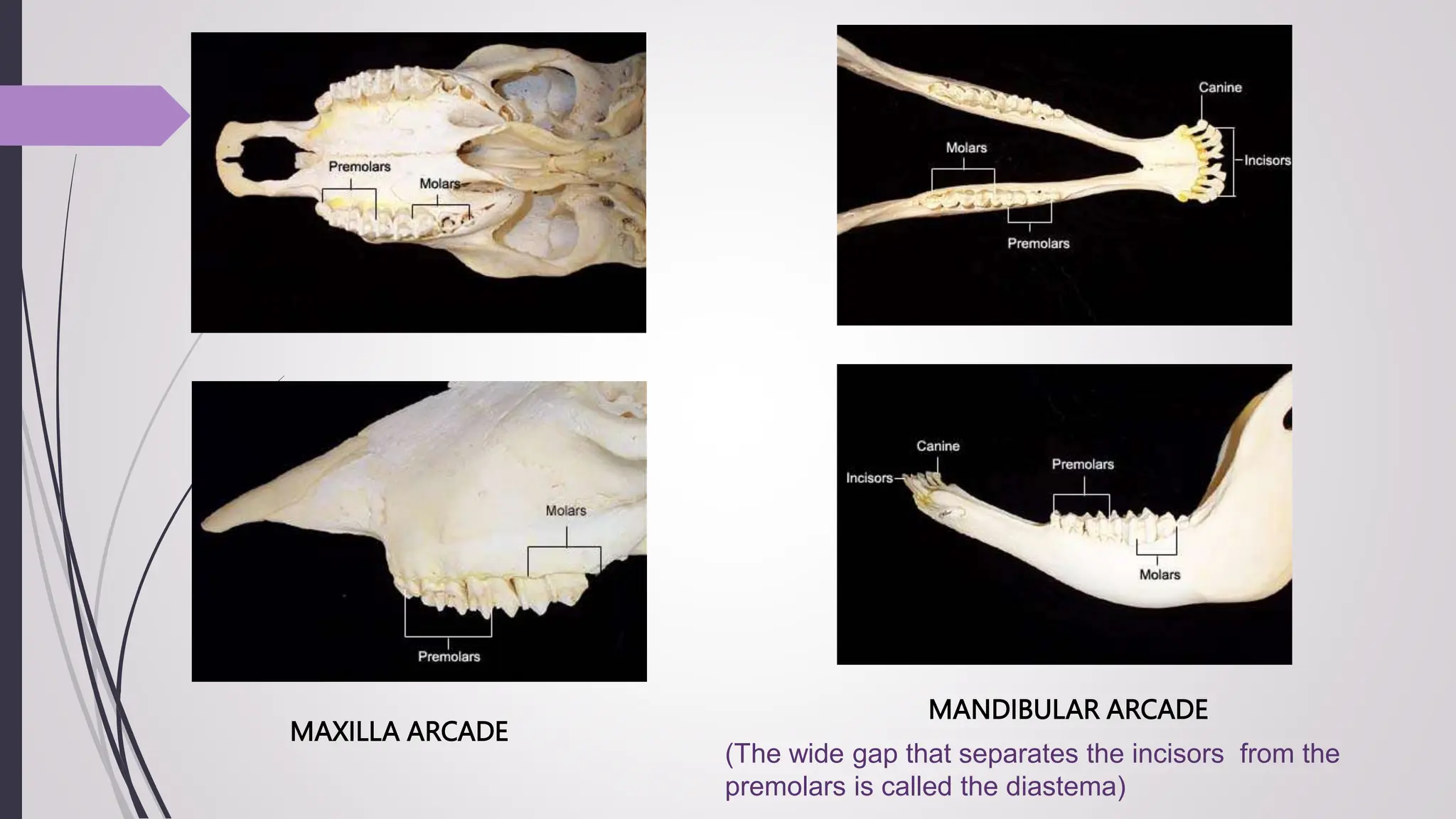 VETERINARY TOOTH ANATOMY AN OVERVIEW.pptx