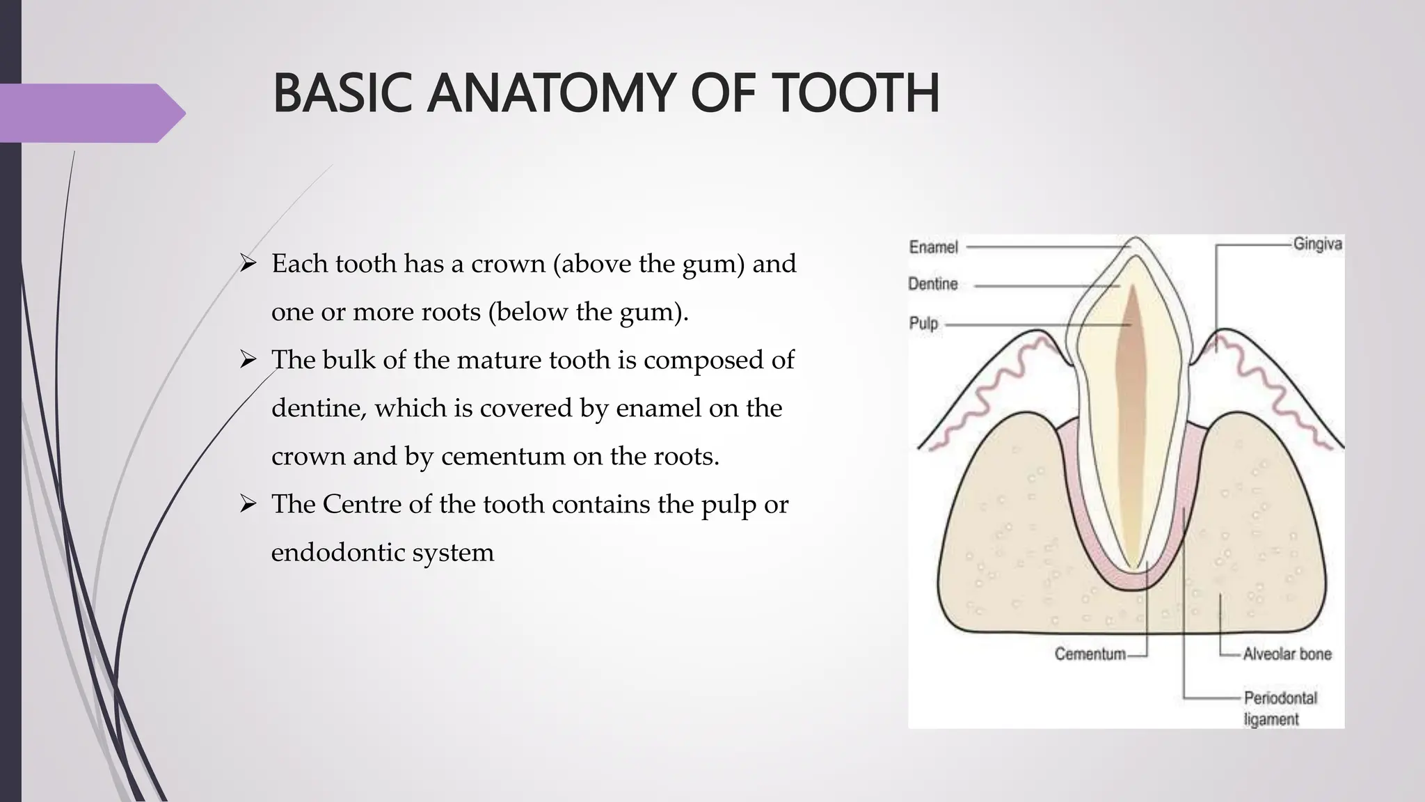 VETERINARY TOOTH ANATOMY AN OVERVIEW.pptx