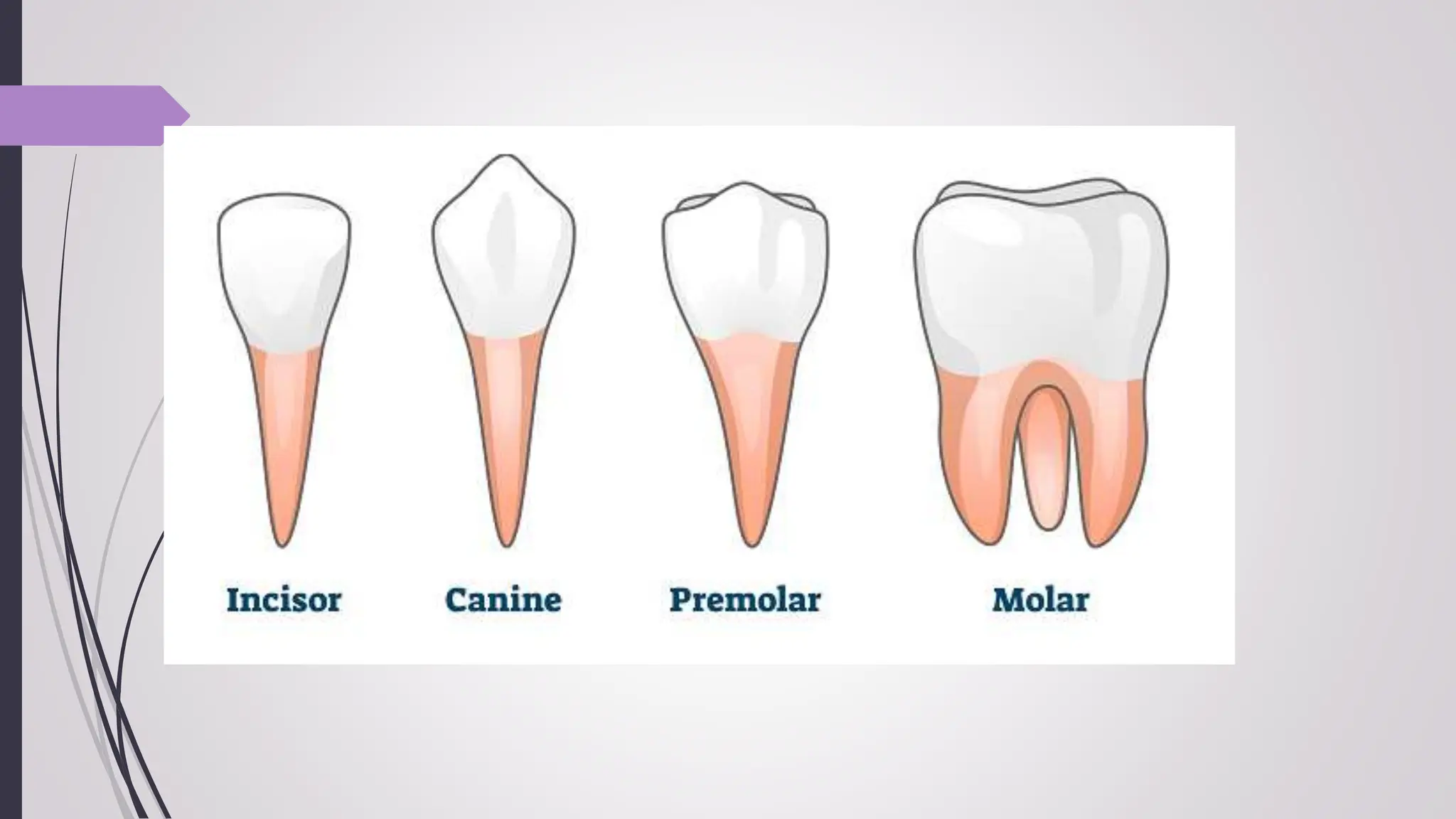 VETERINARY TOOTH ANATOMY AN OVERVIEW.pptx