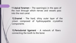 VETERINARY TOOTH ANATOMY AN OVERVIEW.pptx