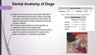 VETERINARY TOOTH ANATOMY AN OVERVIEW.pptx