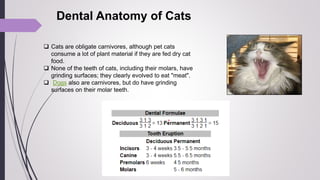 VETERINARY TOOTH ANATOMY AN OVERVIEW.pptx