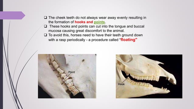 VETERINARY TOOTH ANATOMY AN OVERVIEW.pptx
