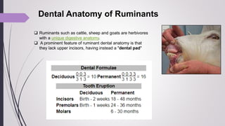 VETERINARY TOOTH ANATOMY AN OVERVIEW.pptx