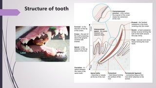 VETERINARY TOOTH ANATOMY AN OVERVIEW.pptx