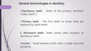 VETERINARY TOOTH ANATOMY AN OVERVIEW.pptx