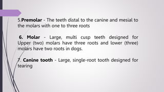 VETERINARY TOOTH ANATOMY AN OVERVIEW.pptx