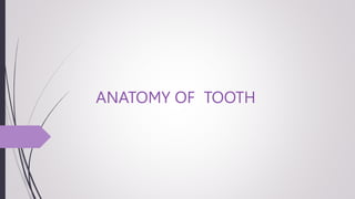 VETERINARY TOOTH ANATOMY AN OVERVIEW.pptx