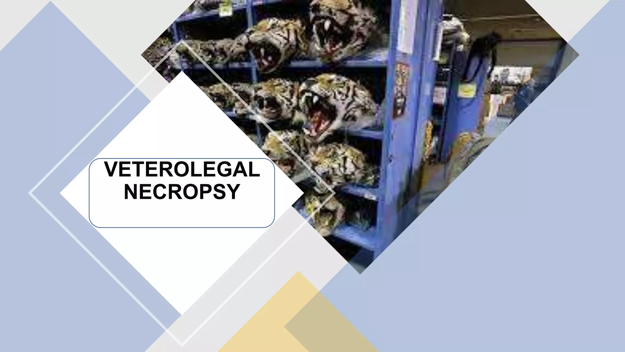 Veteroleagal Necropsy. ppt | PPT