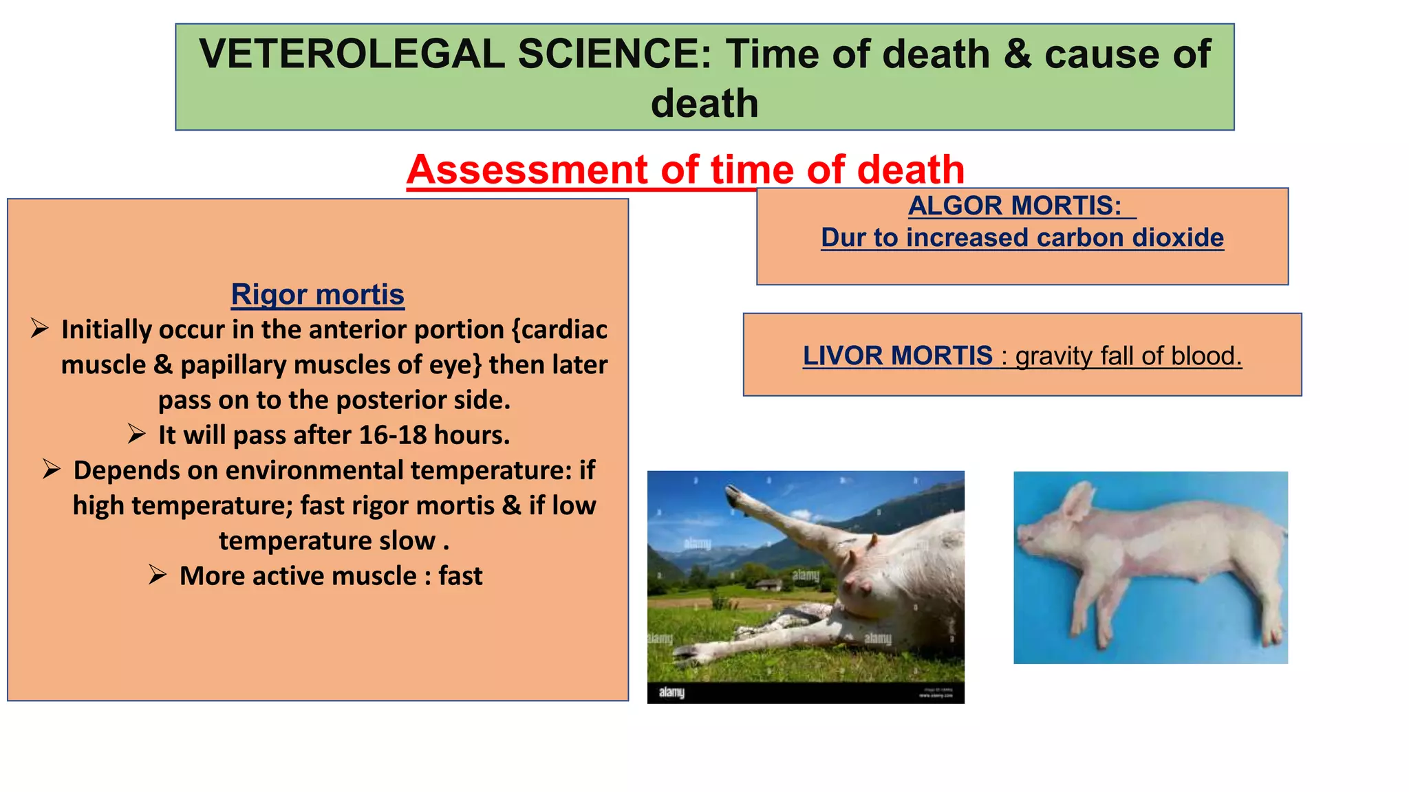 Veteroleagal Necropsy. ppt | PPT