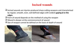 Veterolegal aspects of wounds, burns and scars.pptx