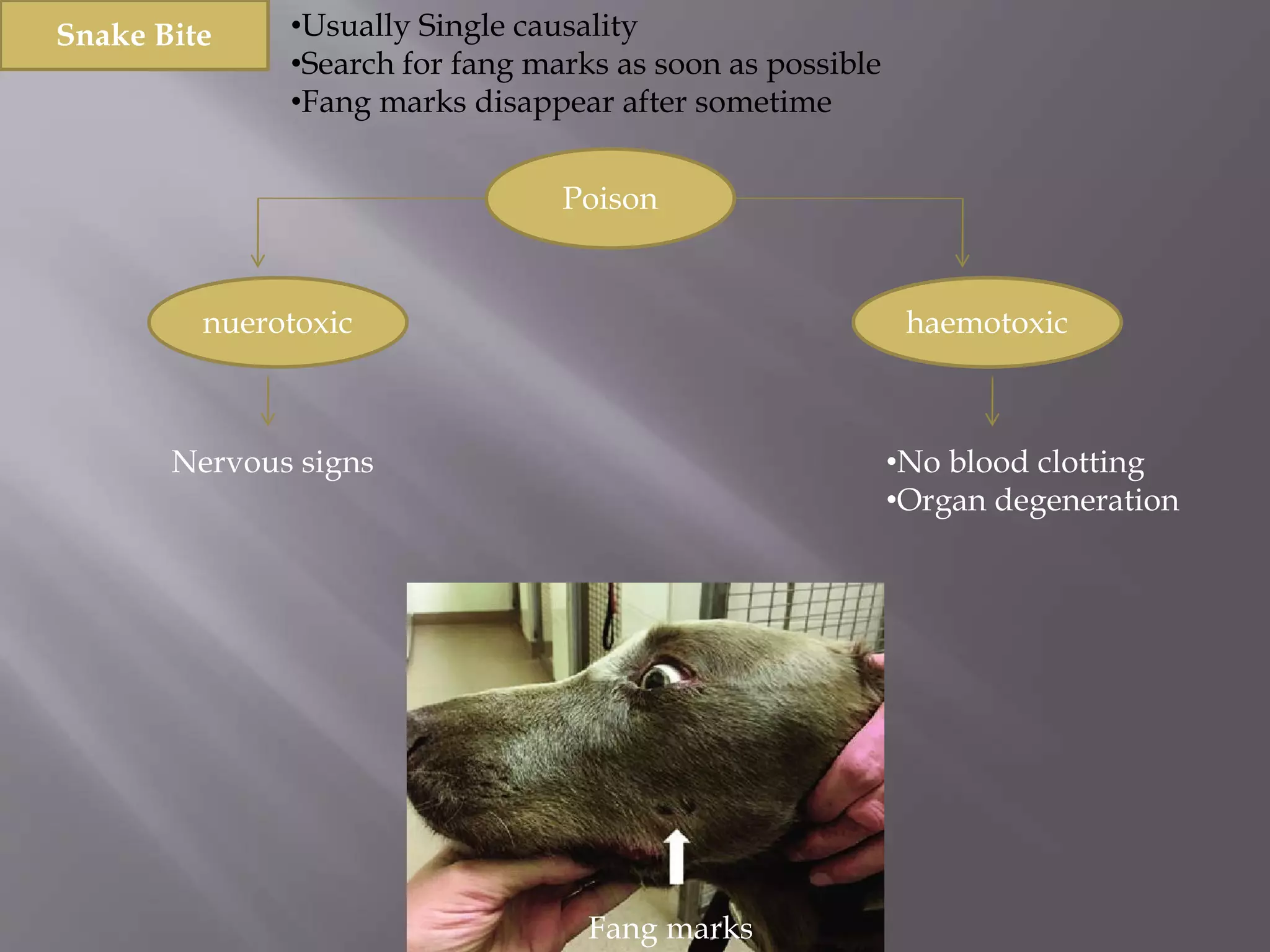 Veterolegal cases and forensics | PPTX