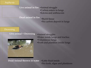 Veterolegal cases and forensics | PPTX