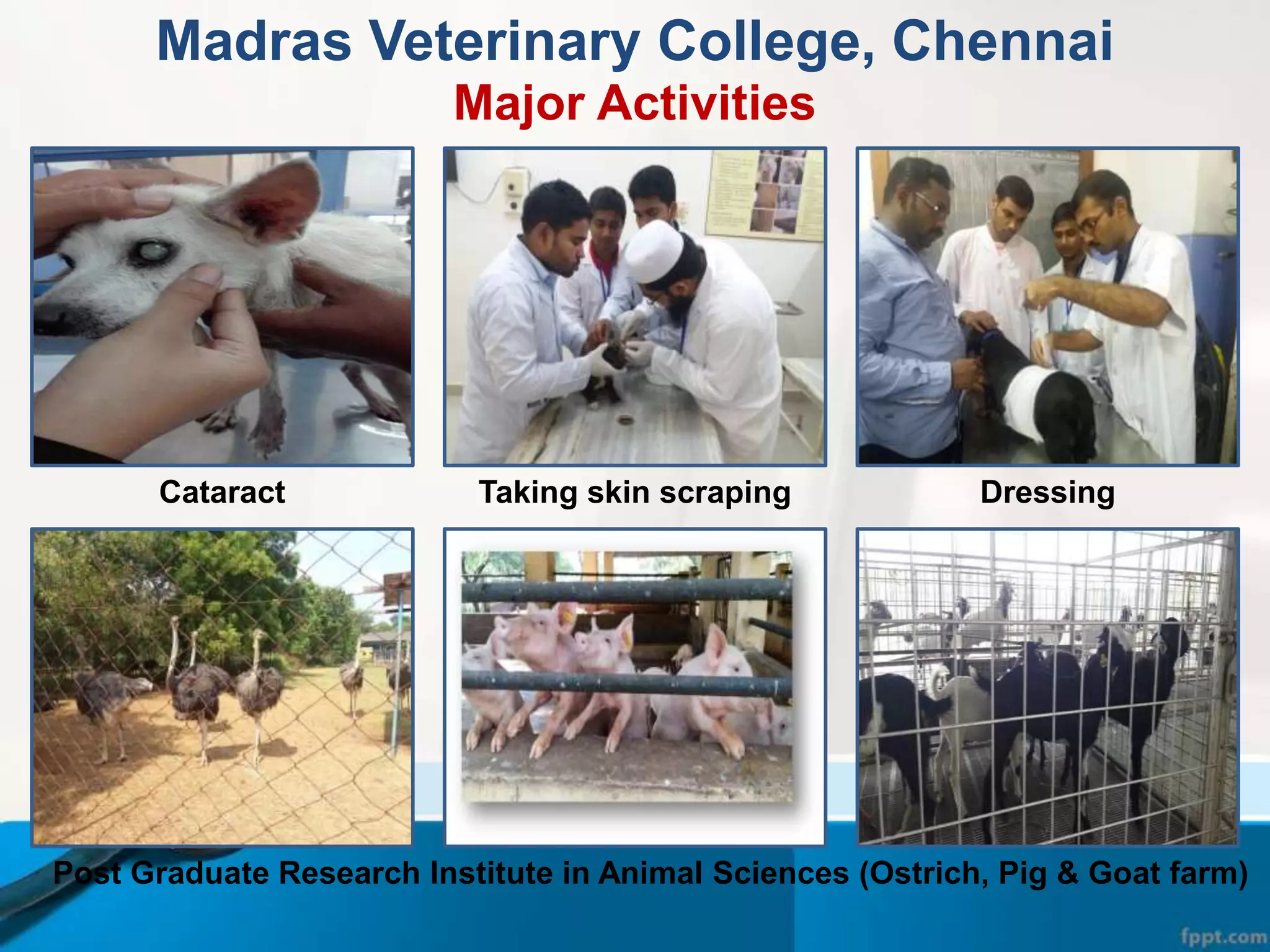 Veterinary internship | PPT