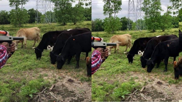 Vet gun presentation 2019 - Ashley Pellerin | PPT